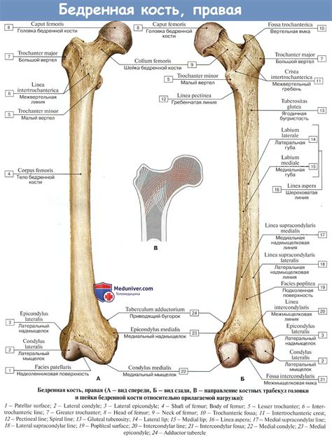 Курс по остеологии
