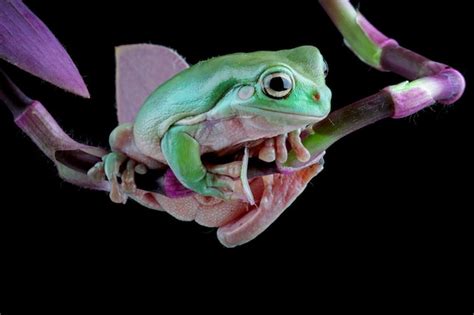 Premium Photo A Green Tree Frog With A Pink Tongue Hanging Out Of Its Mouth