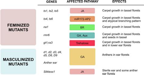 Factors Specifying Sex Determination In Maize Pmc