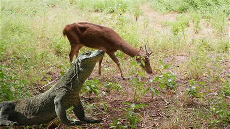 Komodo Dragon Chasing And Eat Alive Deer On The Beach Youtube