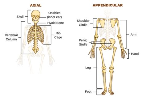 Axial And Appendicular Skeleton System