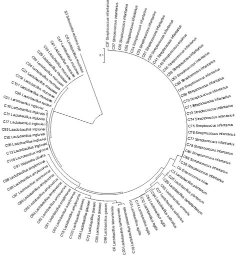 Circular Phylogenetic Tree Based On The Neighbor Joining Method Of 16s