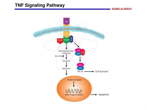 Ppt Tnf Signaling Pathway Powerpoint Presentation Free Download Id