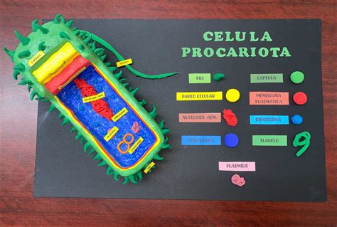 Celula Procariota Maquetas De Celulas Células Procariotas Maqueta My Xxx Hot Girl