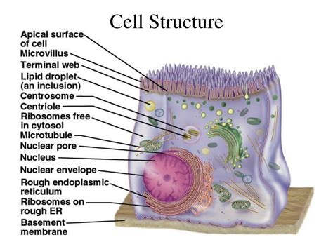 PPT Chapter 4 Cellular Form And Function PowerPoint Presentation Free Download ID 5796799