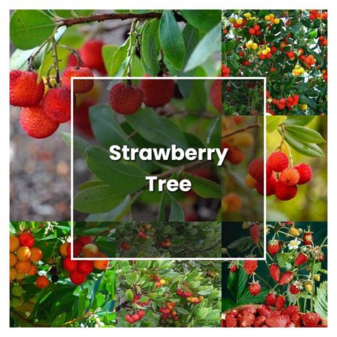 How To Grow Strawberry Tree Plant Care And Tips Norwichgardener