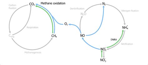 Schematic Representation Of The Nitrate And Nitrite Dependent