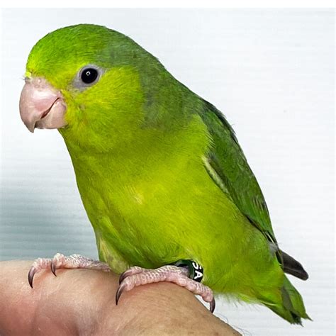 Parrotlet Colours Aussie Parrotlets