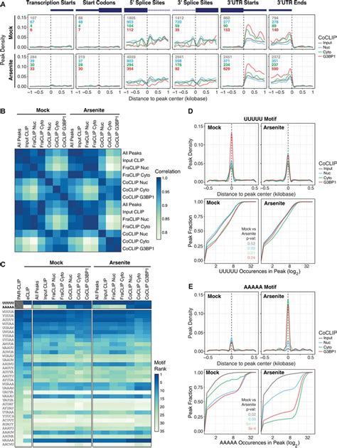 Mapping Rna Protein Interactions With Subcellular Resolution Using Colocalization Clip