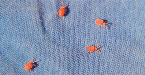 10 Tiny Red Bugs That Prove Size Doesnt Matter When It Comes To Annoying You