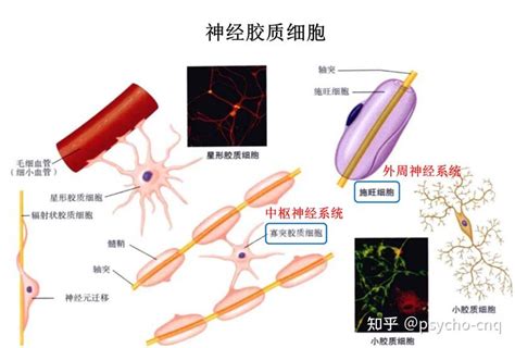 神经系统结构 知乎