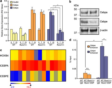Unequal Impact Of Runx1 Deficiency On Runx1 Binding At The Cebpa And