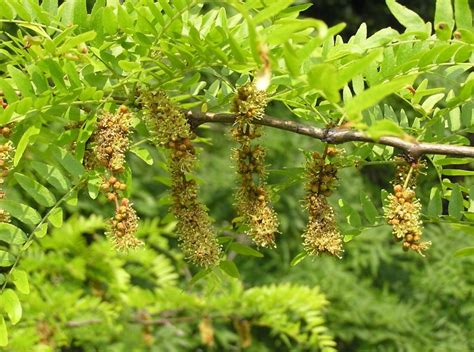 Types Of Locust Trees With Identification Guide And Pictures