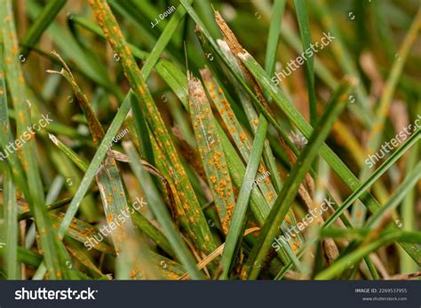 Rust Spot Leaves Over Royalty Free Licensable Stock Photos Shutterstock