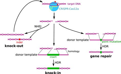 Current And Prospective Applications Of Crispr Cas12a In Pluricellular Organisms Pmc