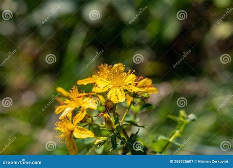 Hypericum Perforatum Flower In Meadow Stock Image Image Of Background