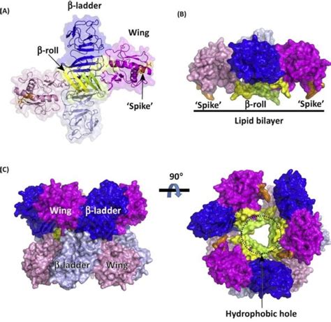 Flavivirus NS A Short Introduction The Native Antigen Company