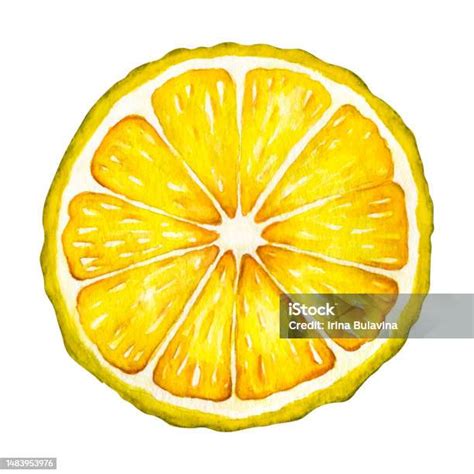 수채화 레몬 슬라이스 하얀 배경에 분리된 노란 감귤류의 손으로 그린 식물 그림 디자인 및 장식용 클립 아트 개체 패키지 카드 꽃 식물에 대한 스톡 벡터 아트 및 기타 이미지