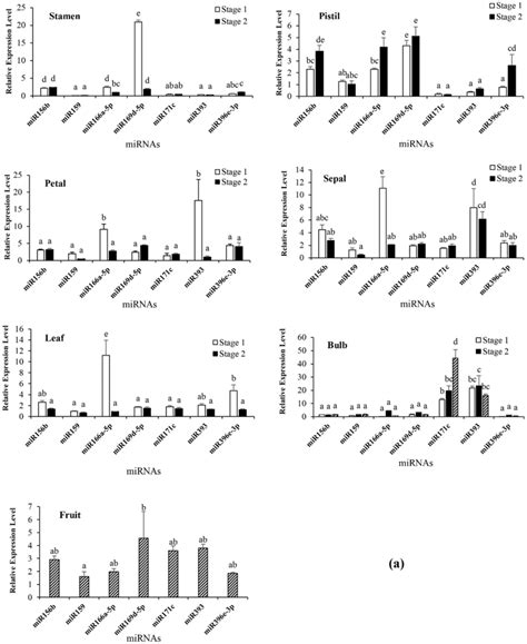 Histograms Are Depicting Expression Of Mirnas In Seven Tissues And