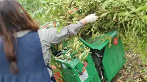 복숭아나무 가을전정 잔가지 파쇄 작업 Youtube