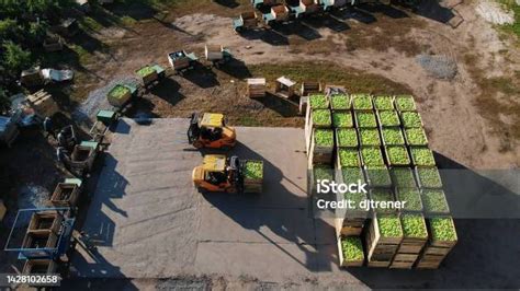 사과 작은 로더 지게차 트럭 기계로드의 수확 녹색 사과로 가득 찬 큰 나무 상자를 서로 위에 놓습니다 상단보기 에어로 비디오