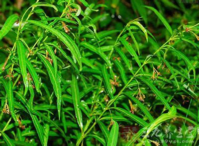 白前草图片 白前草 白前图片大全 第2页 大山谷图库