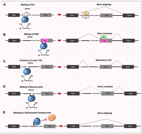 Schematic Representation Of The Impact Of Rna Editing On The Splicing Download Scientific
