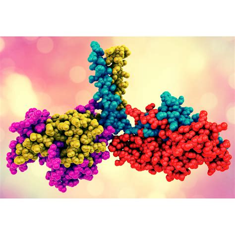 Did You Know C Peptide Is A Better Measure Of Insulin Production Did You Know C Peptide Is A Better Measure Of Insulin Production