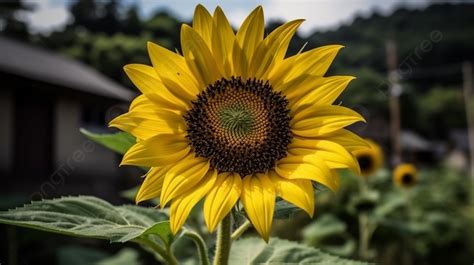 언덕에서 자라는 단일 노란 해바라기 희망을 상징하는 상향 해바라기 고화질 사진 사진 꽃 배경 일러스트 및 사진 무료 다운로드 Pngtree