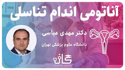 آناتومی اندام تناسلی Part 4 Youtube