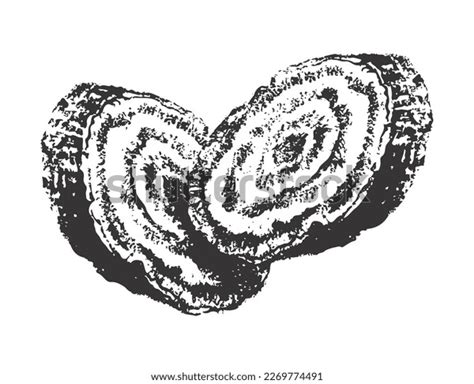 Two Arrowroot Tree Cross Section Drawing Stock Vector Royalty Free