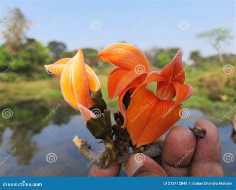 Butea Monosperma Flowers Stock Photo Image Of Garden