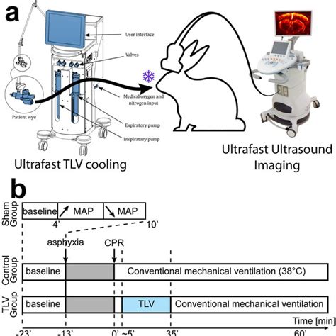 A Experimental Setup Schematics Total Liquid Ventilation TLV Is Download Scientific