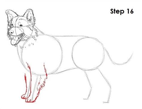 How To Draw A Border Collie Artofit