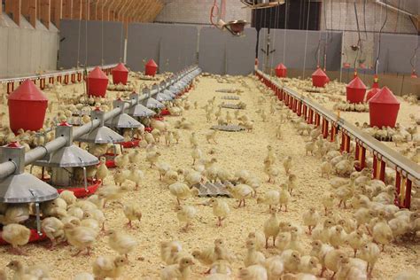 Цены на корм для бройлеров - Заголовок сайта