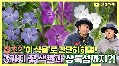 잡초 이 식물로 간단히 해결 3가지 꽃색깔과 상록성까지 요즘 최고의 인기식물 소개드립니다 Youtube