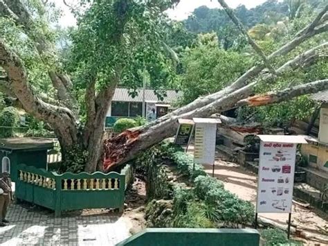 පාසලේ පංති කාමරයට ගසක් කඩා වැටී සිසුවෙක් මරුට Ada Online