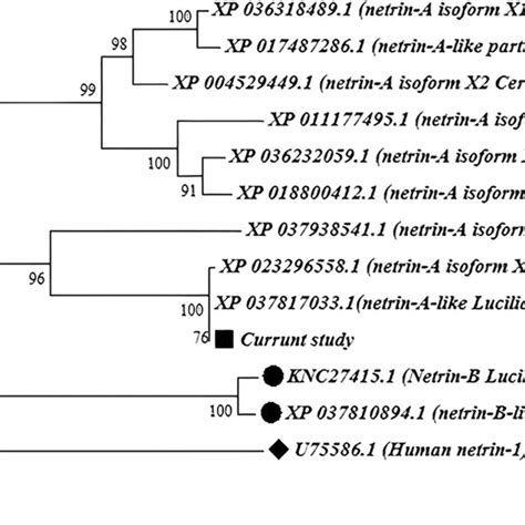 The Evolutionary Analysis Was Performed Using The Neighbor Joining Download Scientific Diagram