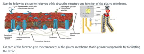 Prelab B Flashcards Quizlet