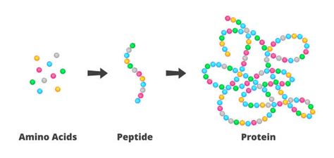 Peptide Synthesis From Research Tools To Clinical Applications Biomatik