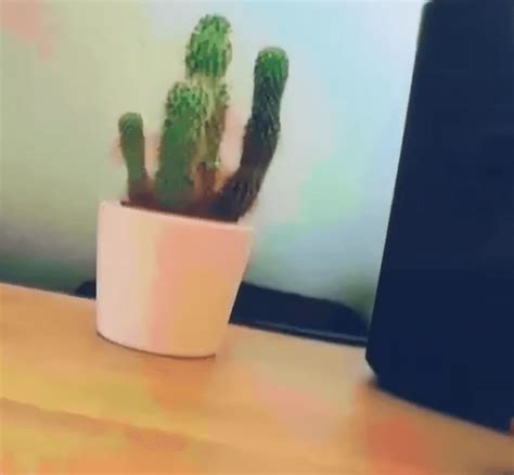 Display Abnormal Issue Hollyland