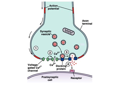 Nerve Impulse Diagram Untpikapps Synaptic Transmission Synaptic Transmission Of Nerve Impulse