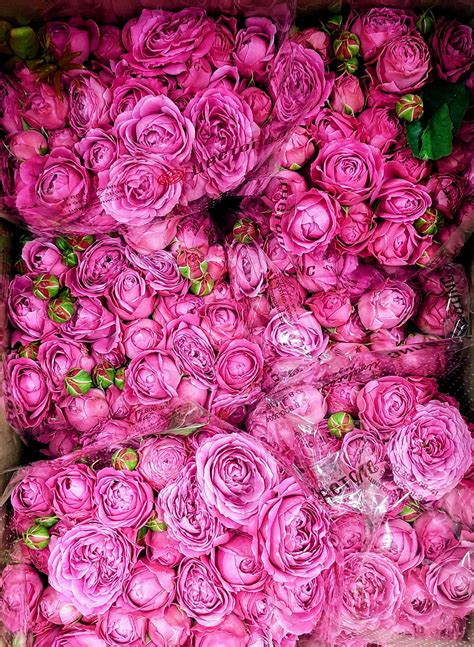 개화 결혼식 부케 기념일 꽃 꽃 시장 꽃꽂이 꽃이 만개한 꽃이 피는 꽃잎 낭만적인 녹색 다발 다채로운 럭셔리한 모란장미 바탕화면 발렌타인 데이