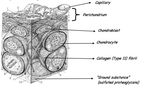 Histology Exam 1 Flashcards Quizlet