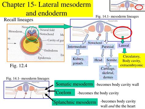 Ppt Chapter 15 Lateral Mesoderm And Endoderm Powerpoint Presentation