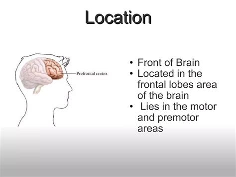 Prefrontal Cortex Ppt Brain And Nervous System Disorders Diseases And Conditions