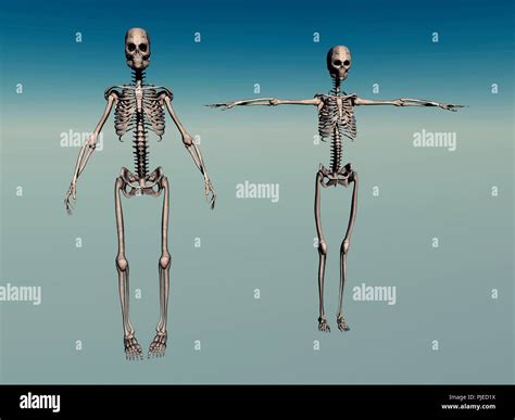 Anatomy Difference Between Male And Female Human Skeleton