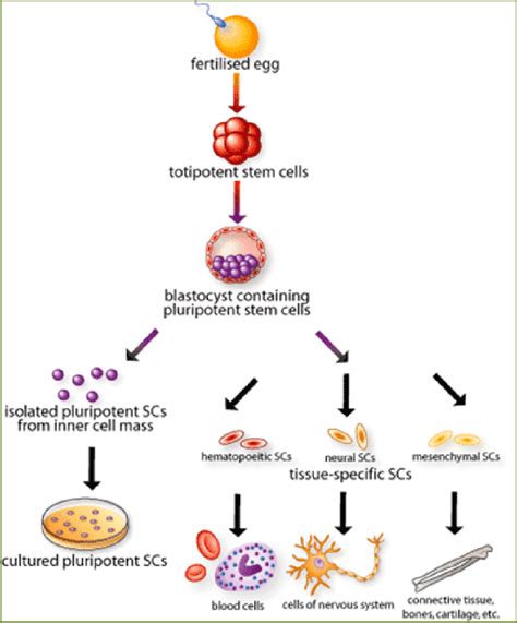 Somatic Stem Cell Example