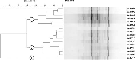 Upgma Cluster Analysis Based On The Pearson Coefficient Download Scientific Diagram