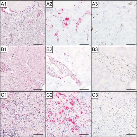 Ranavirus Frog Virus 3 Infection In Free Living Three Toed Box